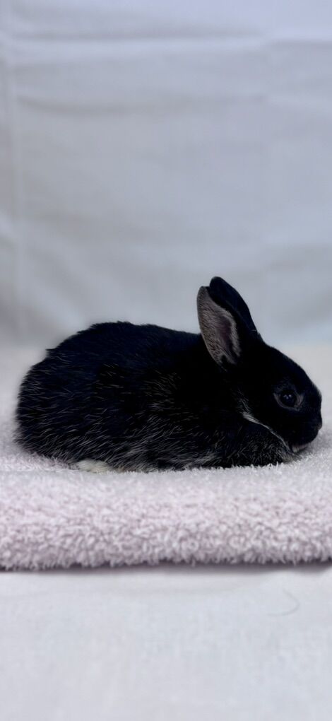 Baby Bunny - Black Otter - Buck | Rabbits | KSL Classifieds
