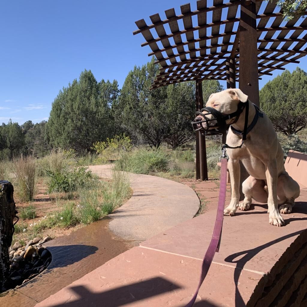 Hello my name is Jax | Dogs | KSL Classifieds