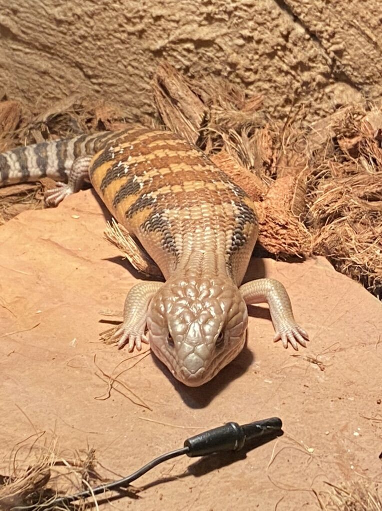 Blue Tongue Skink | Reptiles | KSL Classifieds