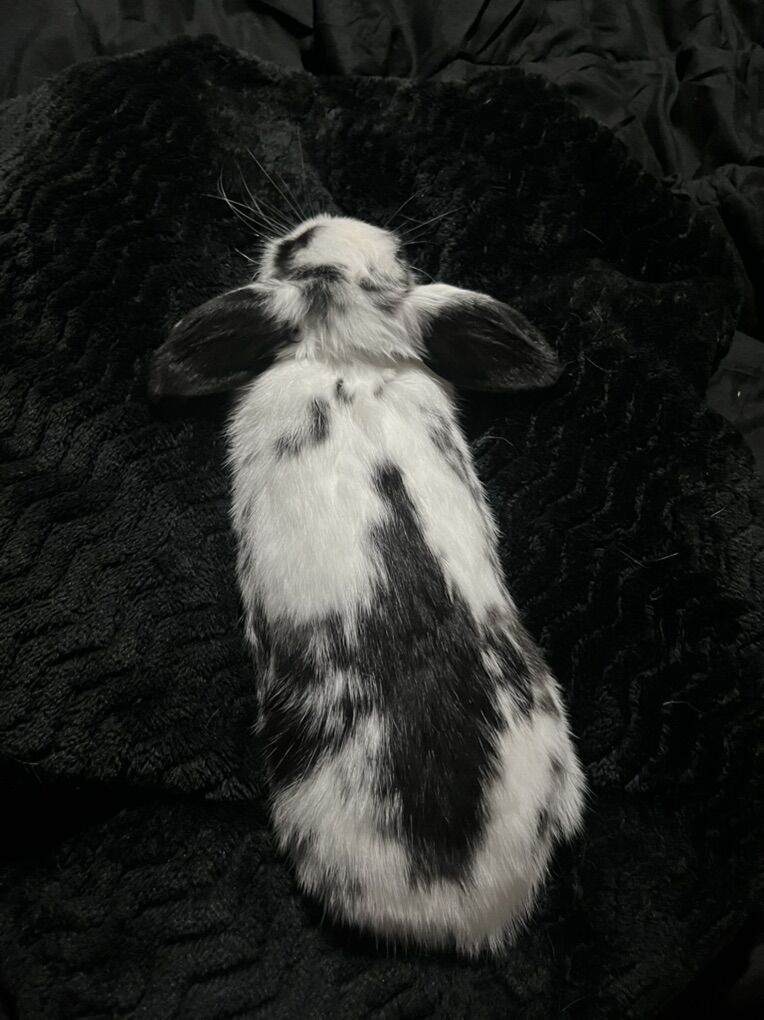 Free Holand Lop | Rabbits | KSL Classifieds