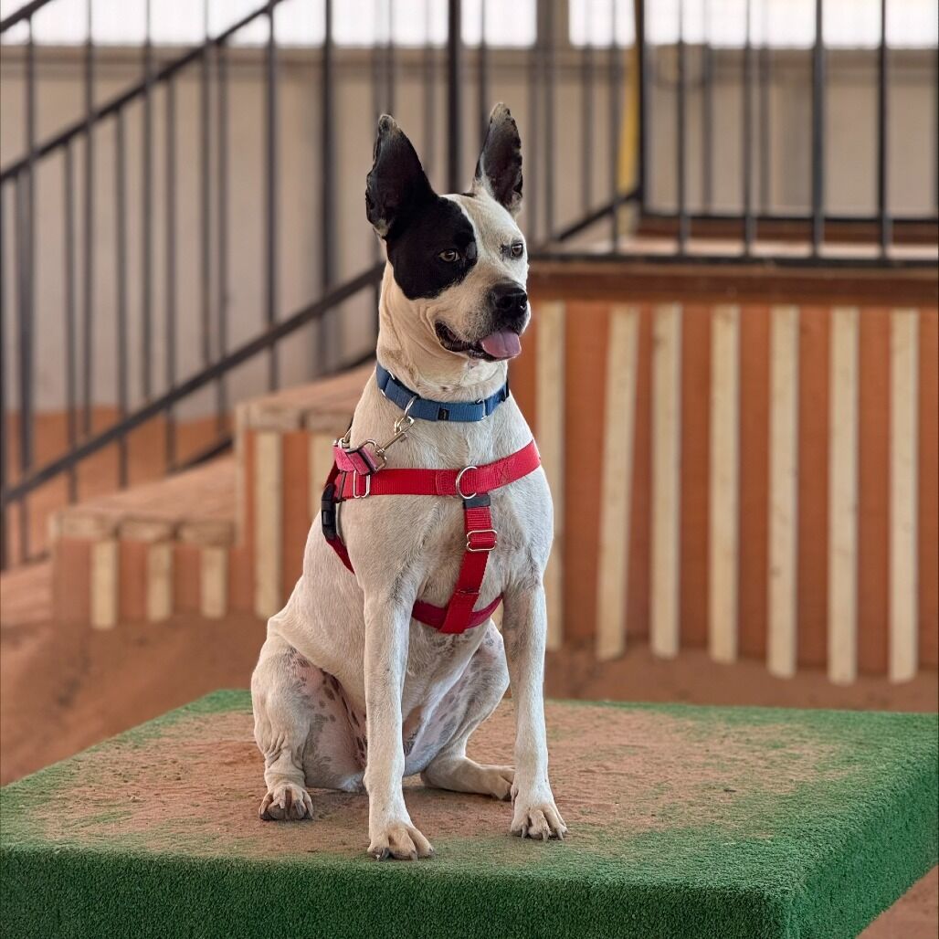 Hello my name is Bree | Dogs | KSL Classifieds