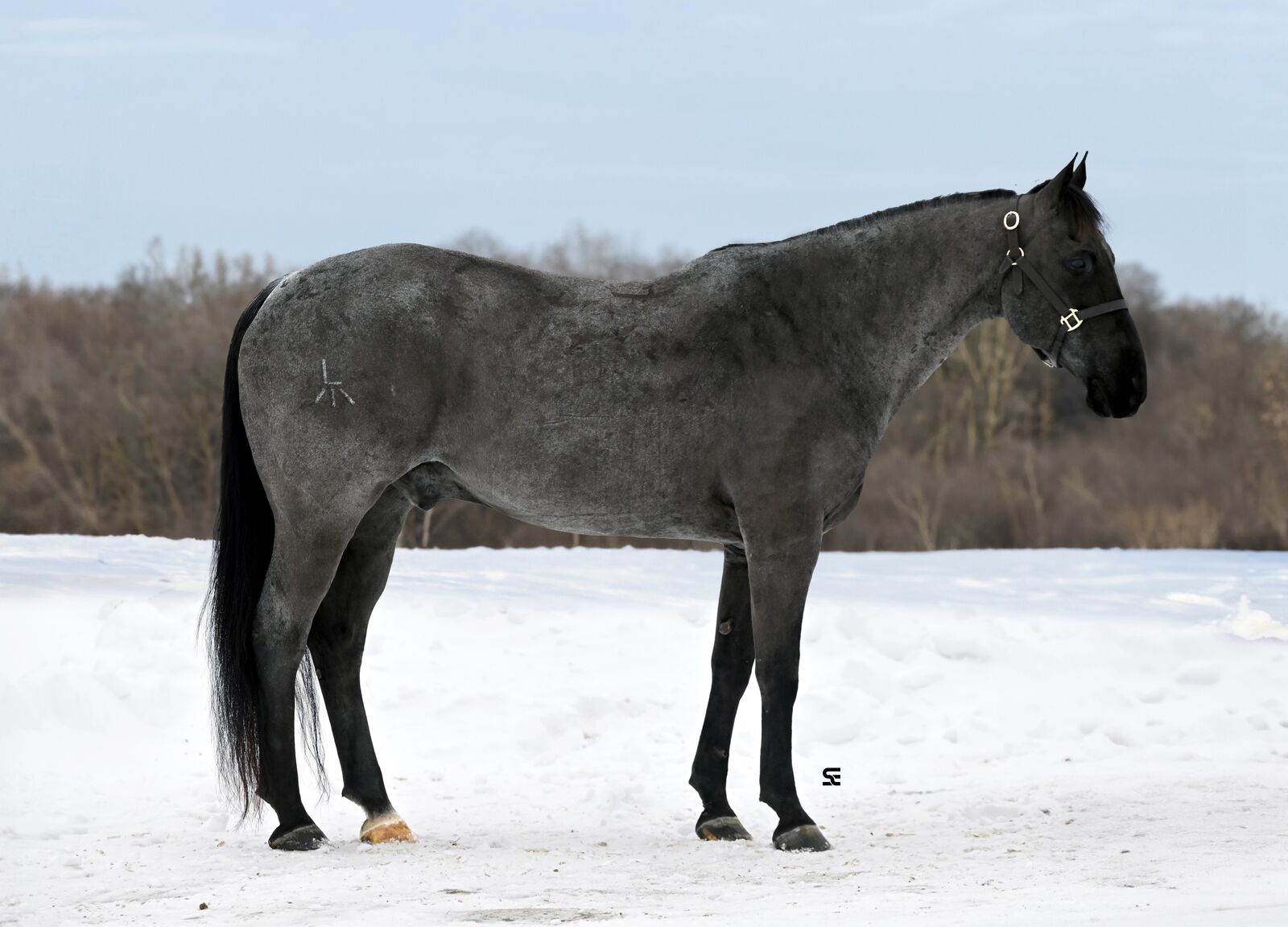 TRUE Blue Roan Gelding for THE WHOLE FAMILY! | Horses | KSL Classifieds