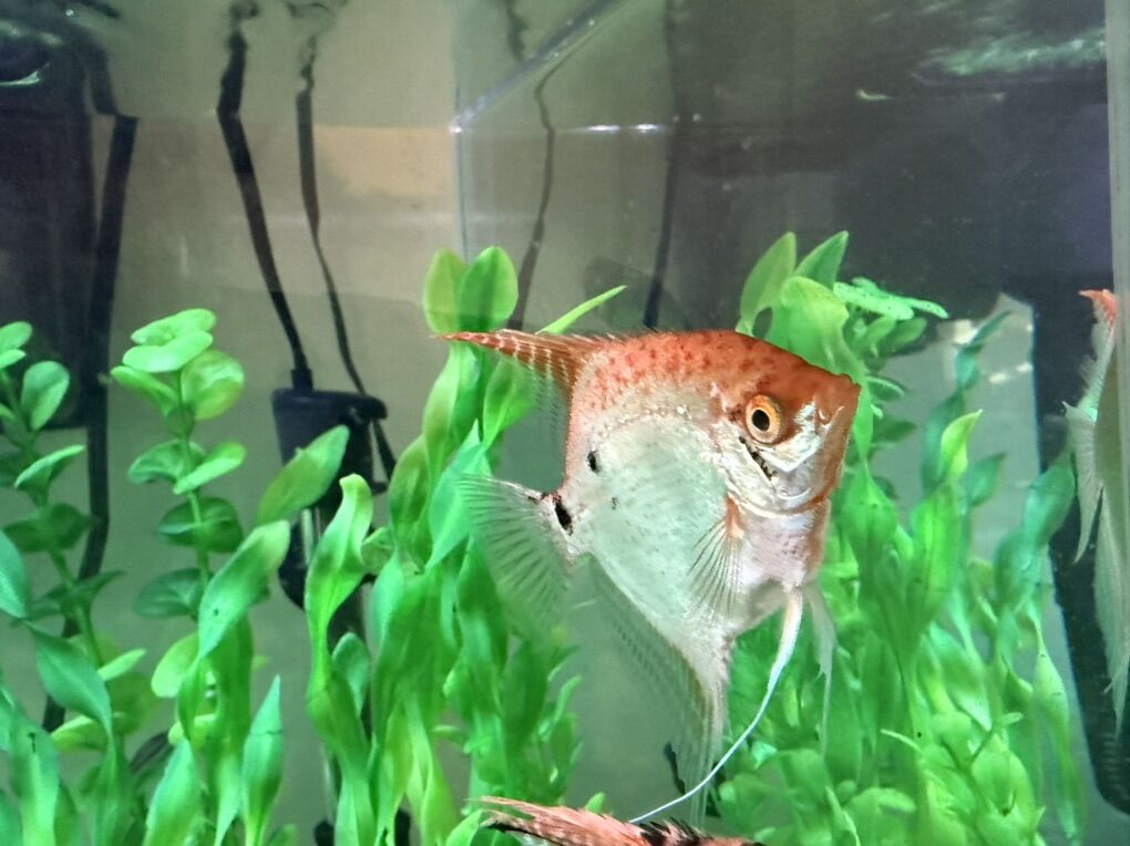 4- Large Angel Fish | Fish | KSL Classifieds