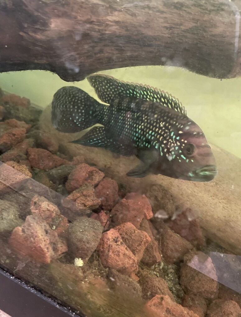 Jack Dempsey Cichlid | Fish | KSL Classifieds
