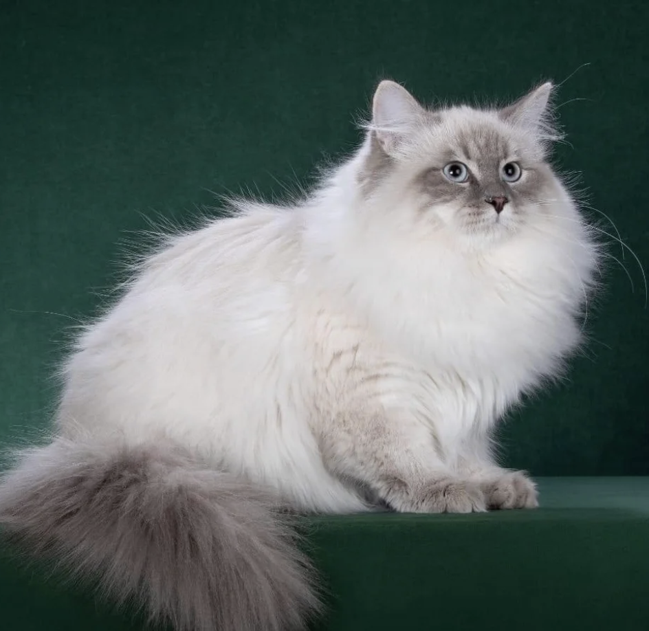 Hypoallergenic Siberian Kittens, TICA. Registered! We are: Siberian ...