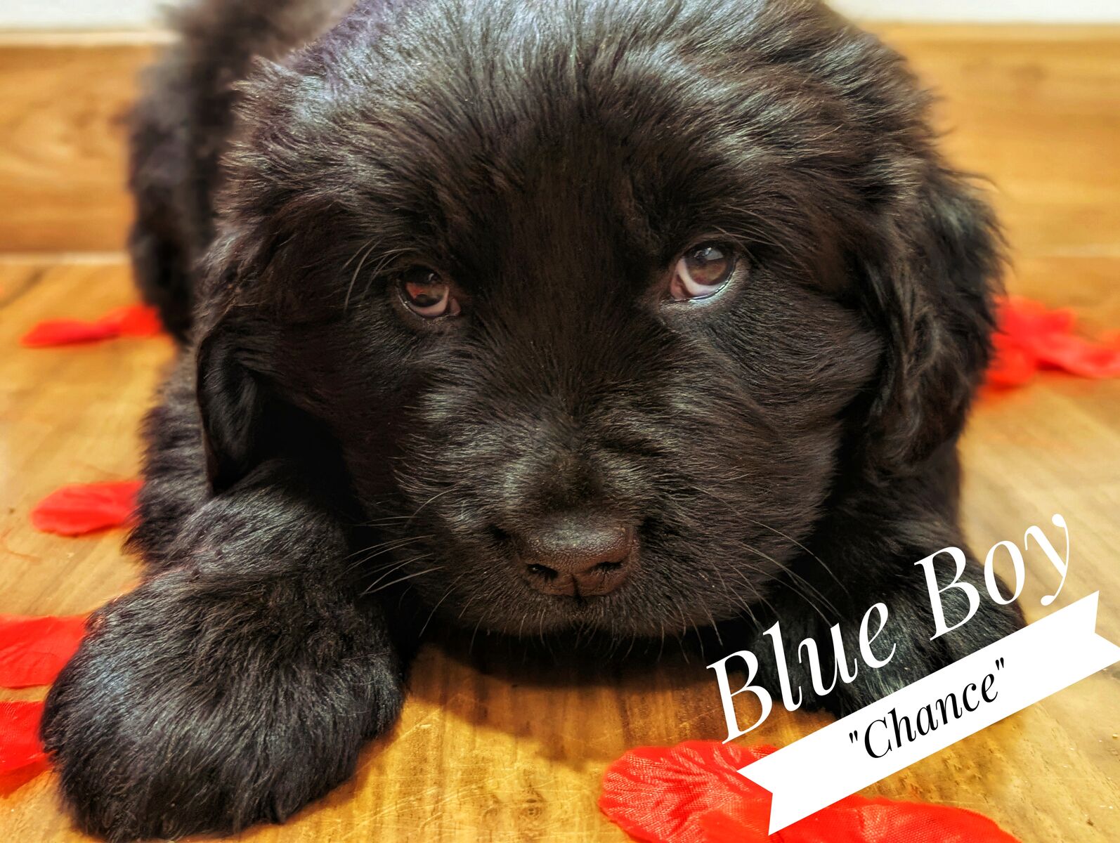 AKC Registered Newfoundland Pup Ready for Valentine's Day | Dogs | KSL ...