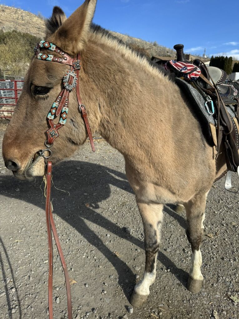 John Boy Grab Him While Ya Can | Horses | KSL Classifieds