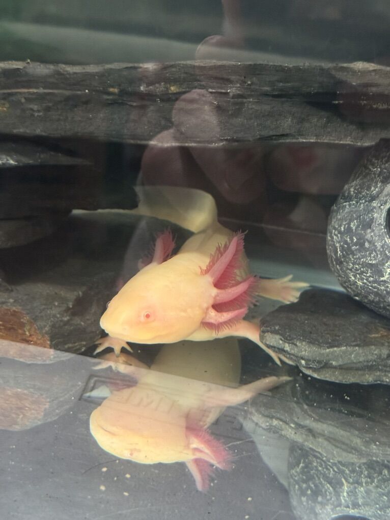 axolotl | Fish | KSL Classifieds