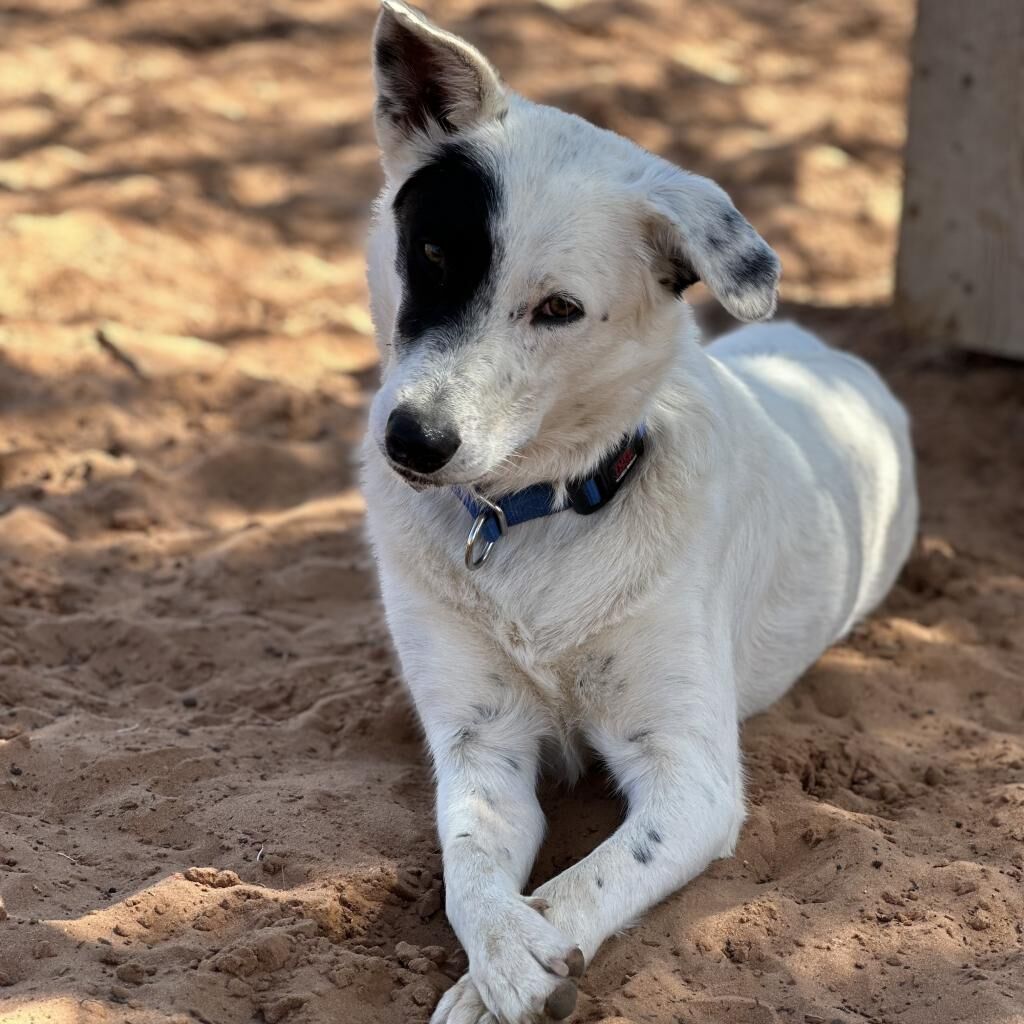 Hello my name is Spots | Dogs | KSL Classifieds