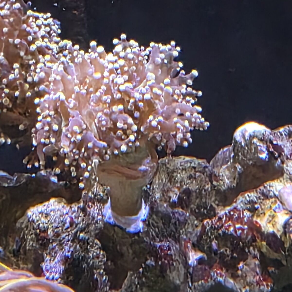 frogspawn Coral | Fish | KSL Classifieds