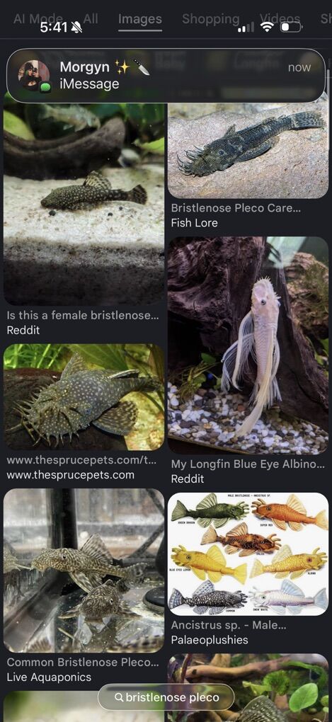 3 Big bristle Nose Plecos | Fish | KSL Classifieds