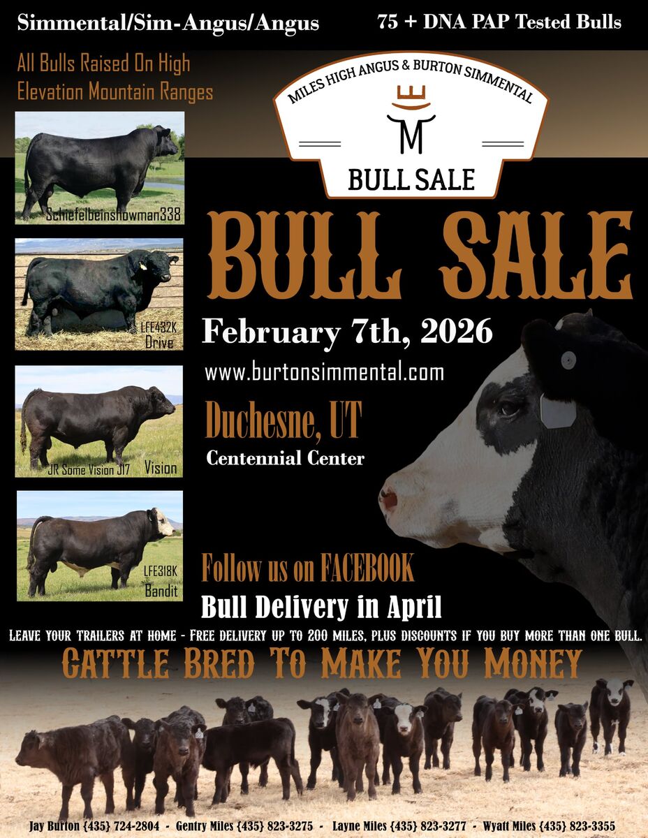 Miles High Angus Burton Simmental Bull Sale | Cattle | KSL Classifieds