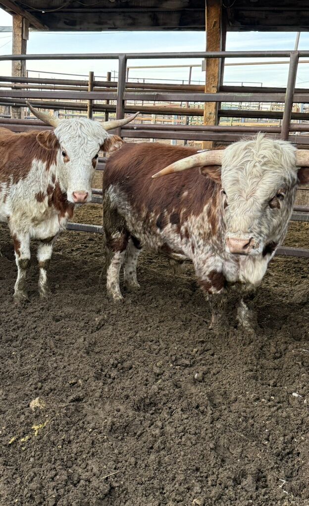 Miniature Cattle – Longhorns | Cattle | KSL Classifieds