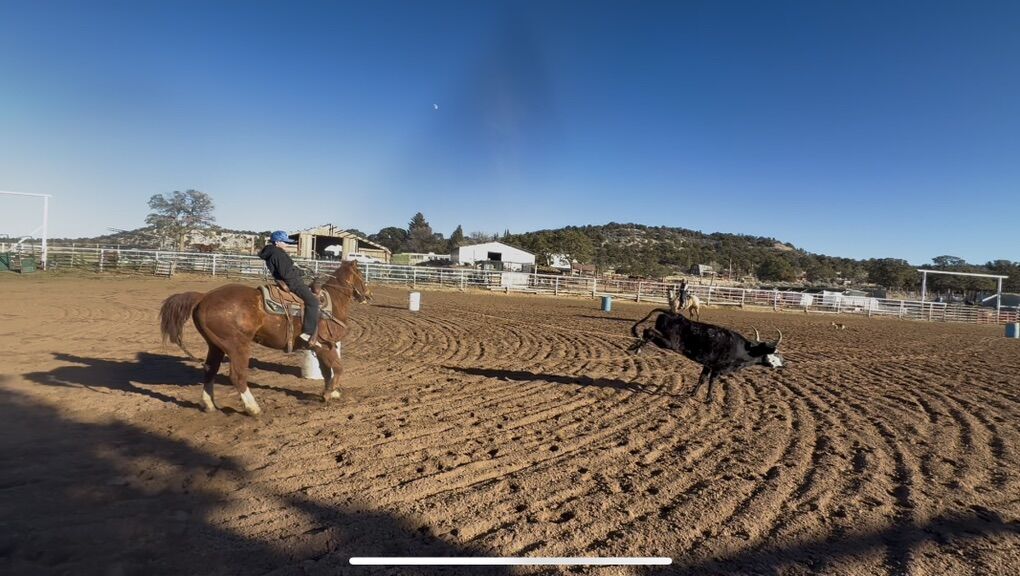 Very Solid Broke Gelding! | Horses | KSL Classifieds