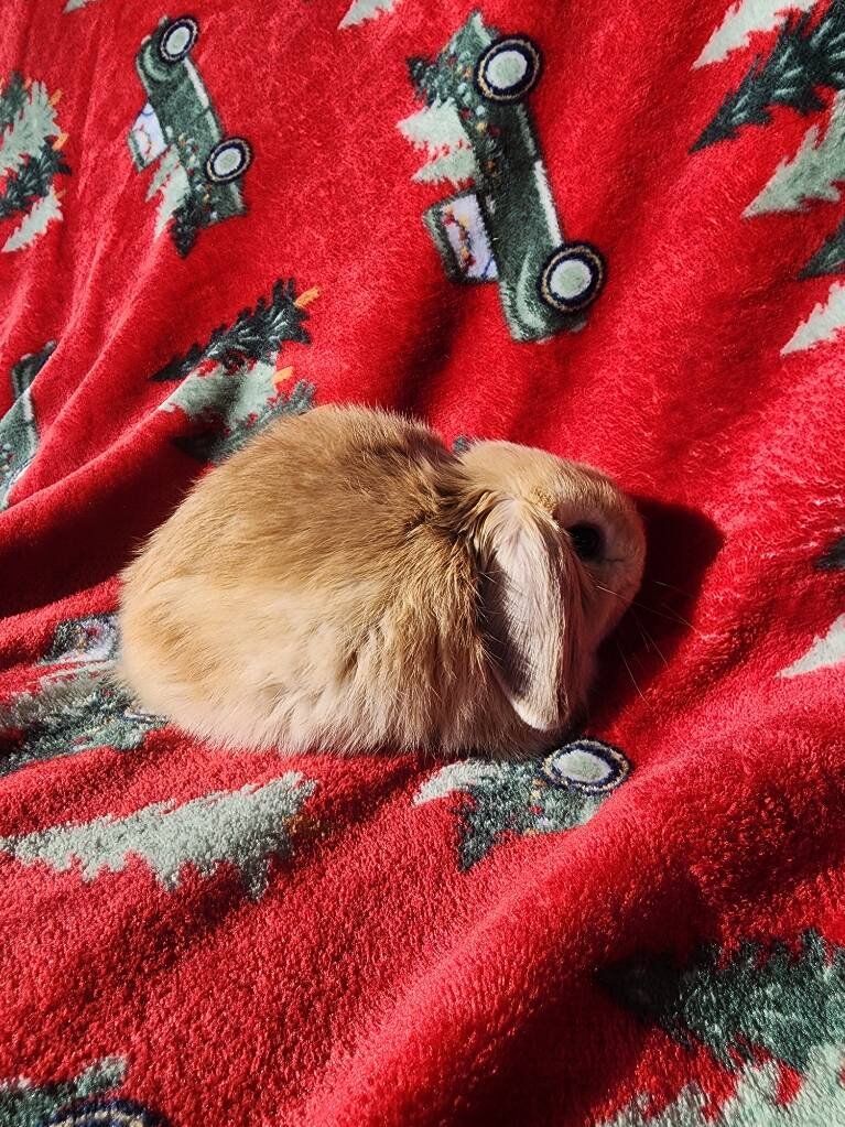 Purebred VM Fawn Doe Holland Lop | Rabbits | KSL Classifieds