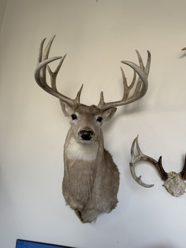 Elk And Deer Mounts | Skins and Taxidermy Mounts | KSL Classifieds