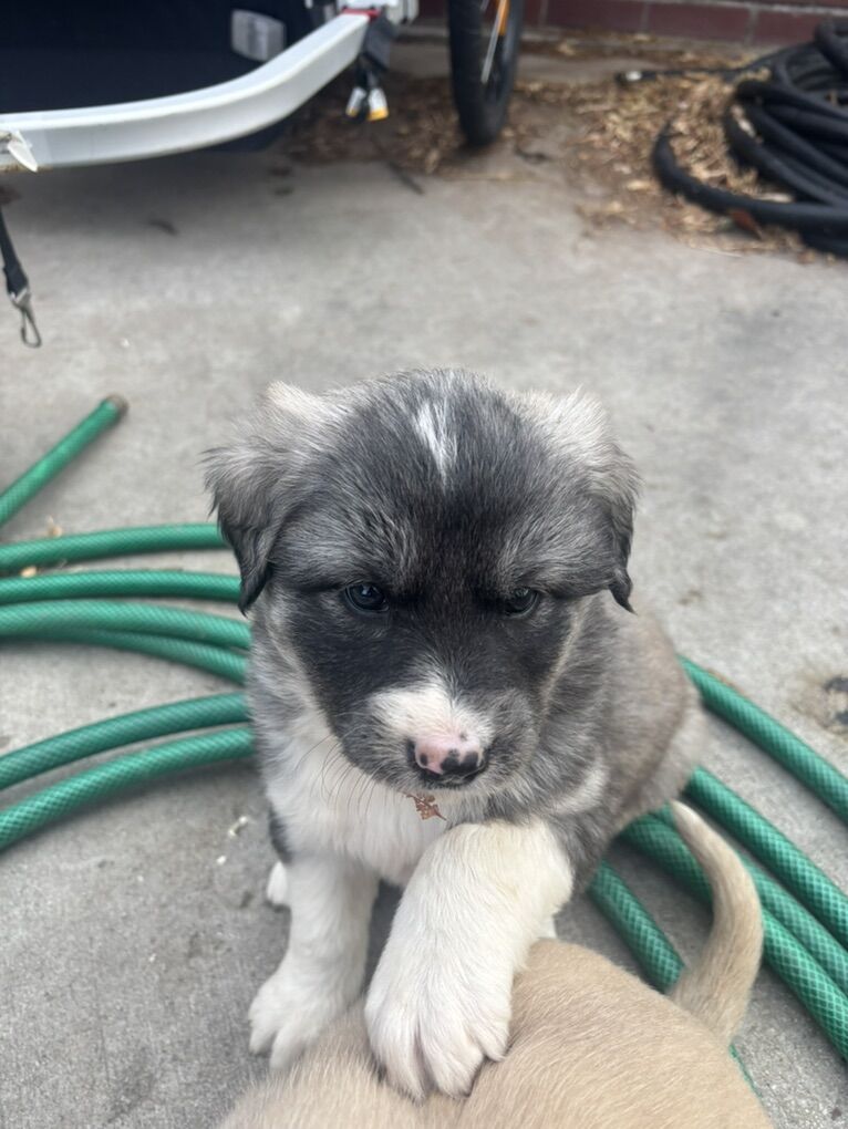 Great Pyrenees Mixed Puppies | Dogs | KSL Classifieds