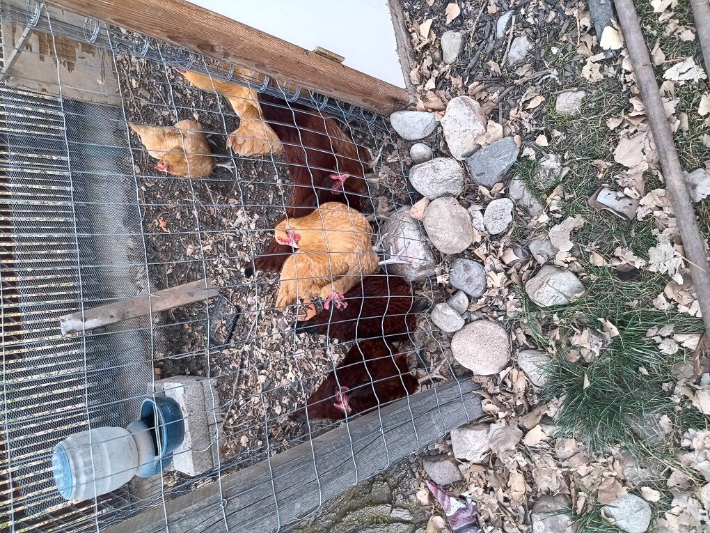 Farm Fresh Free Range Chicken And Duck Eggs | Farmers Markets & Fresh ...