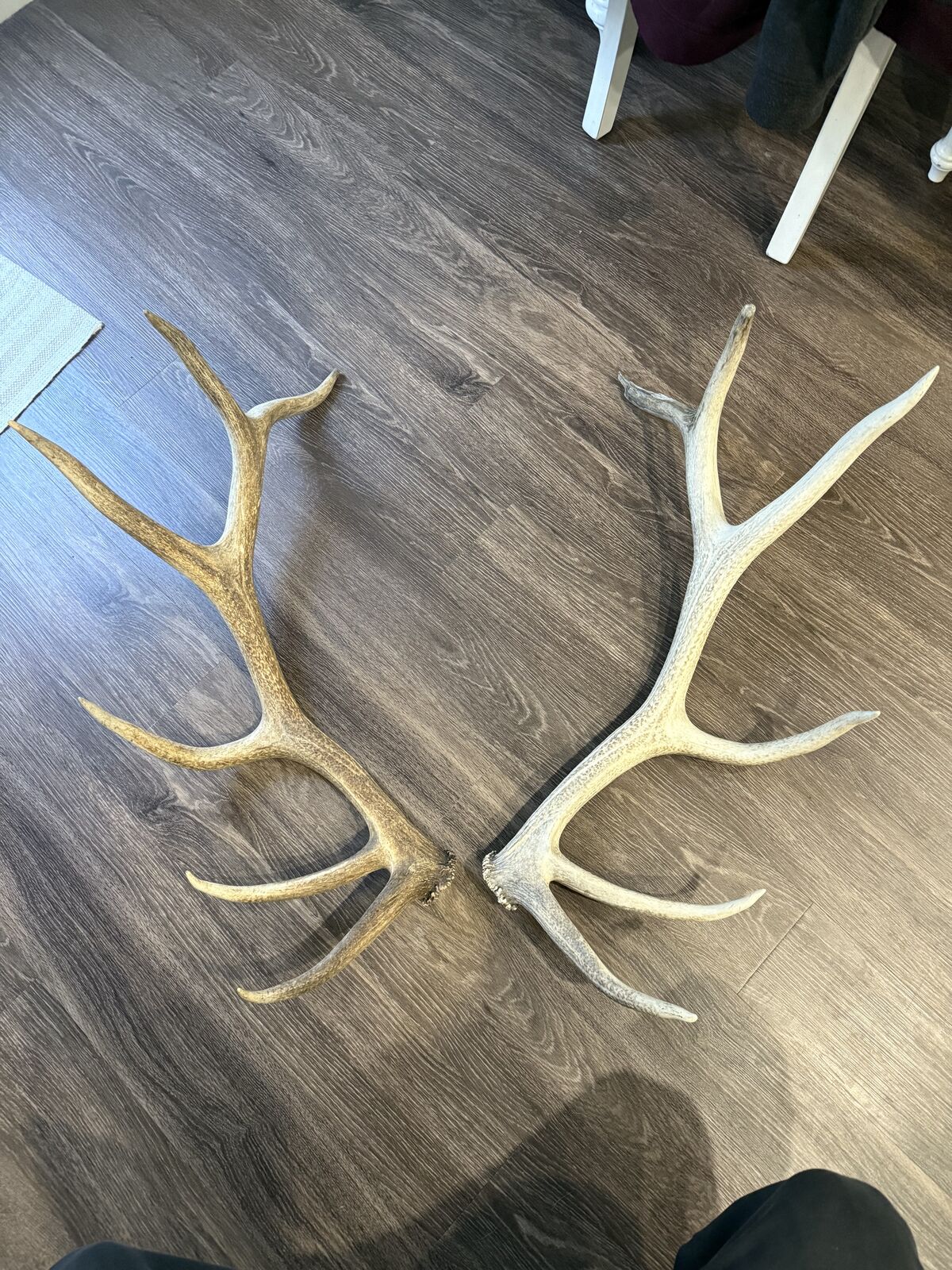 6x6 elk sheds | Skins and Taxidermy Mounts | KSL Classifieds