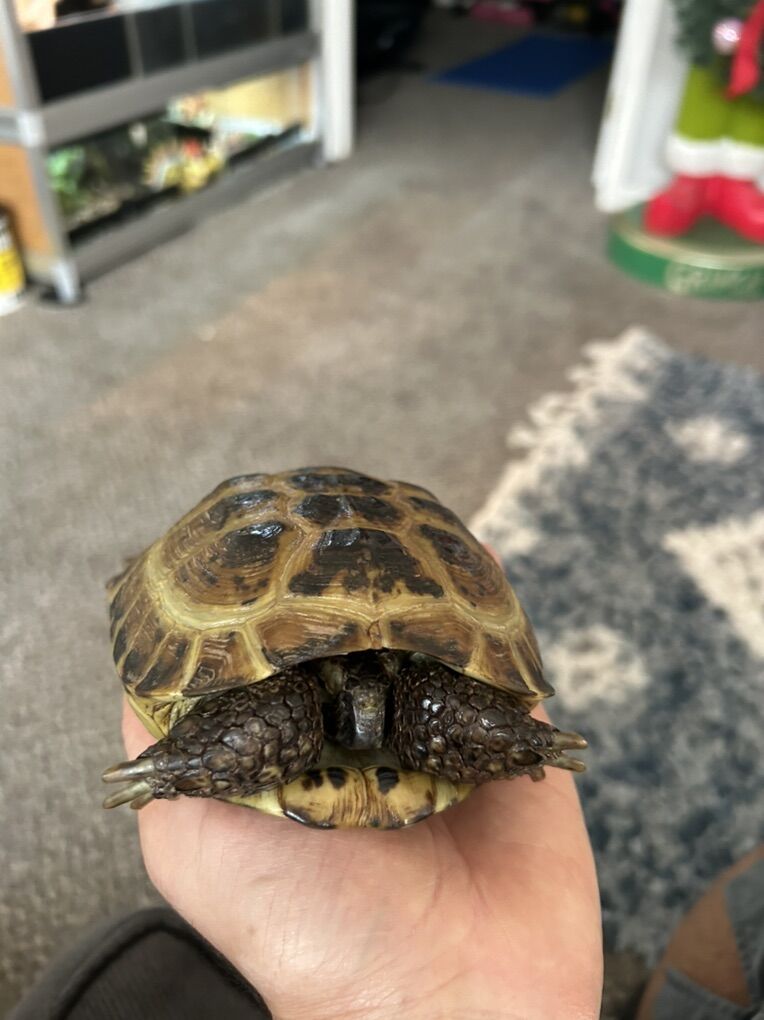 Russian Tortoise | Reptiles | KSL Classifieds