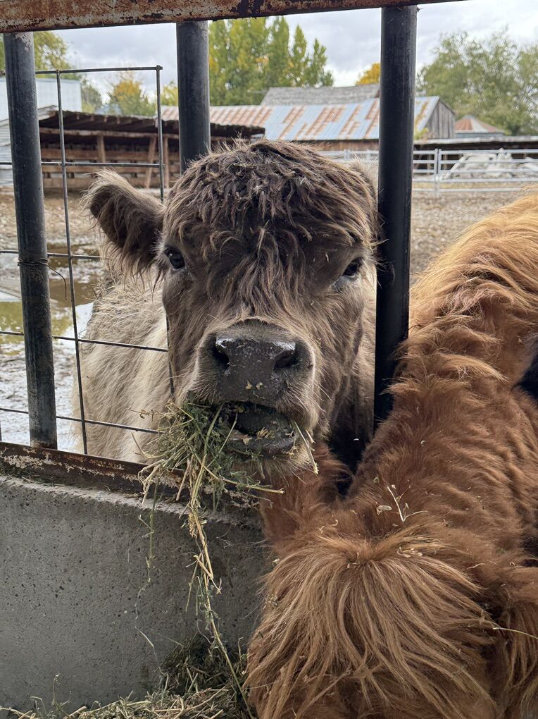 4 Year Old Highland Mini Cow Heifer Exposed | Cattle | KSL Classifieds