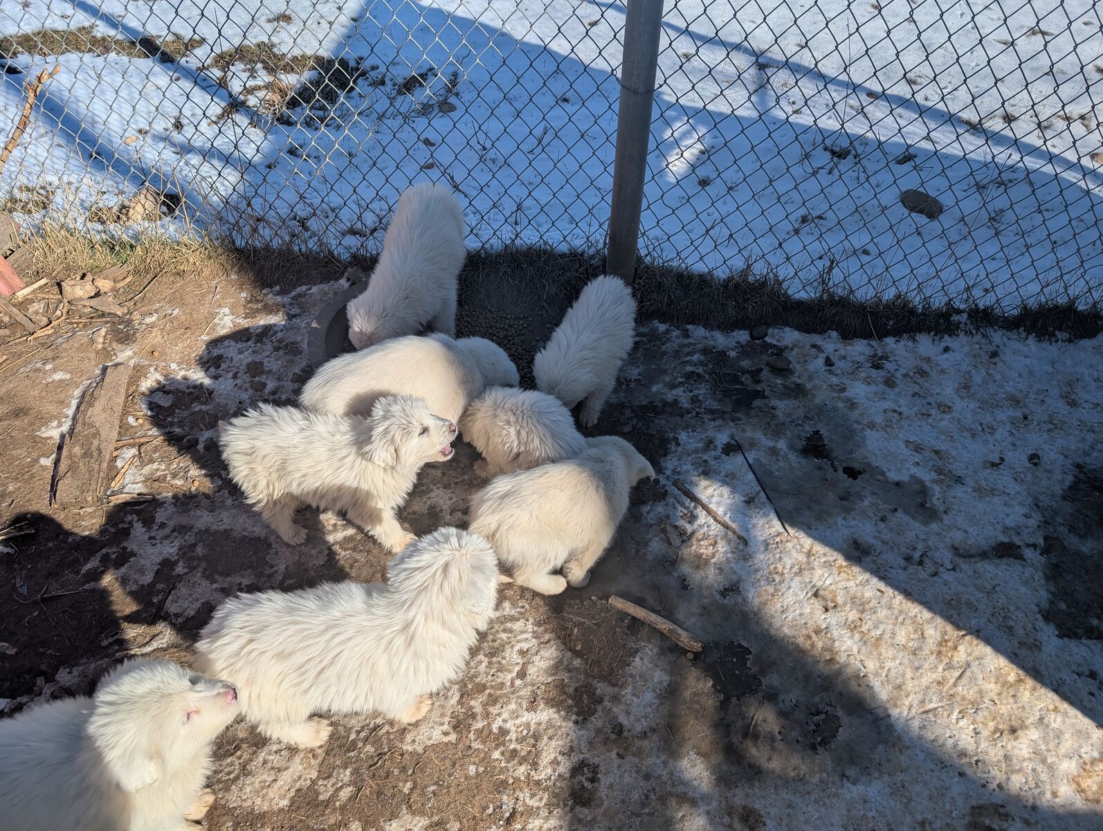 Great Pyrenees Akbash Mix Puppies | Dogs | KSL Classifieds