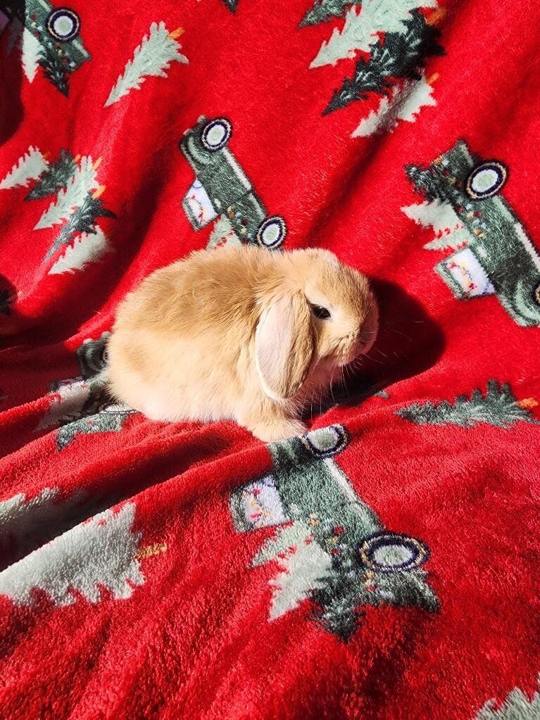 Purebred VM Fawn Doe Holland Lop | Rabbits | KSL Classifieds