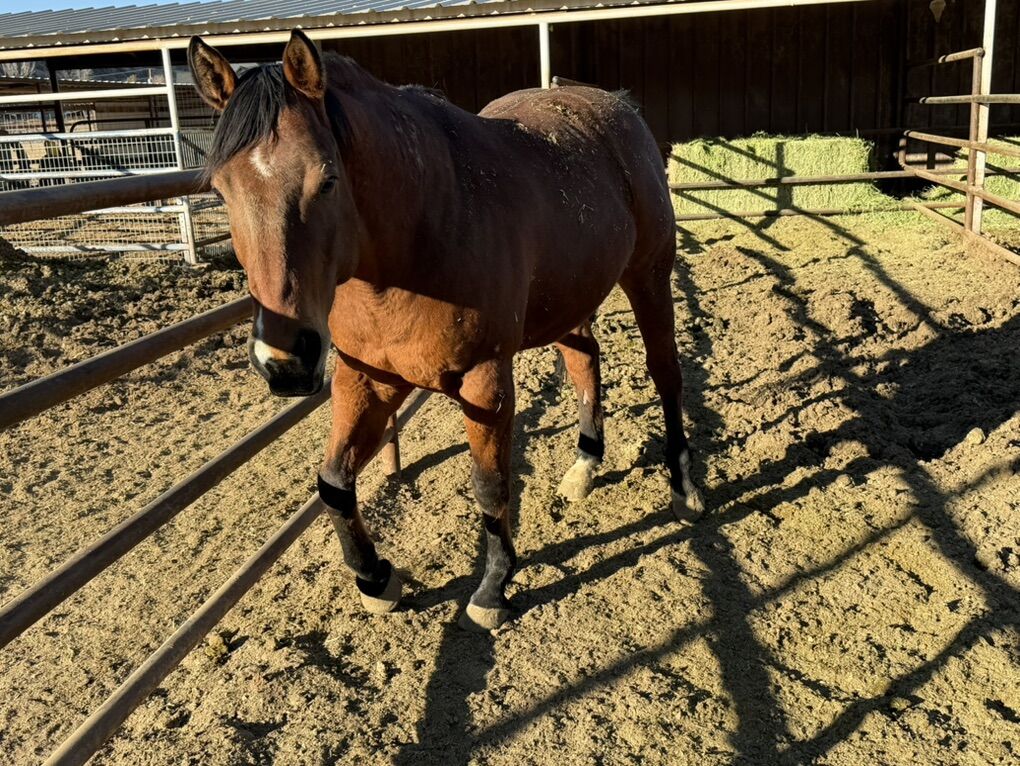 Bay Gelding | Horses | KSL Classifieds
