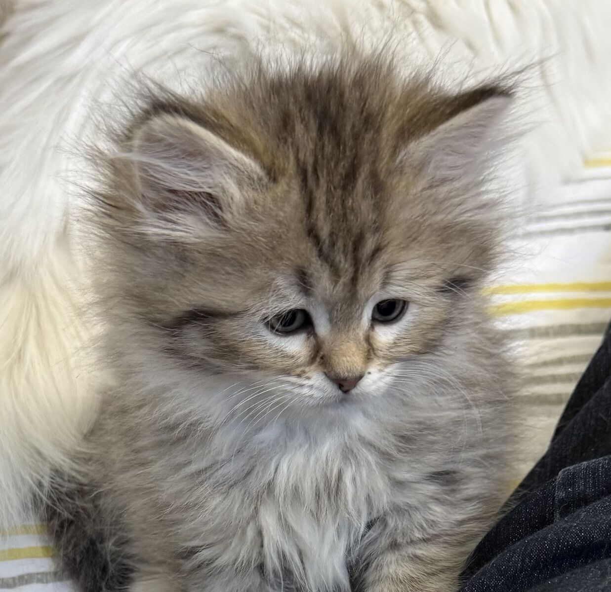 Hypoallergenic Siberian Kittens, TICA. Registered! We are: Siberian ...