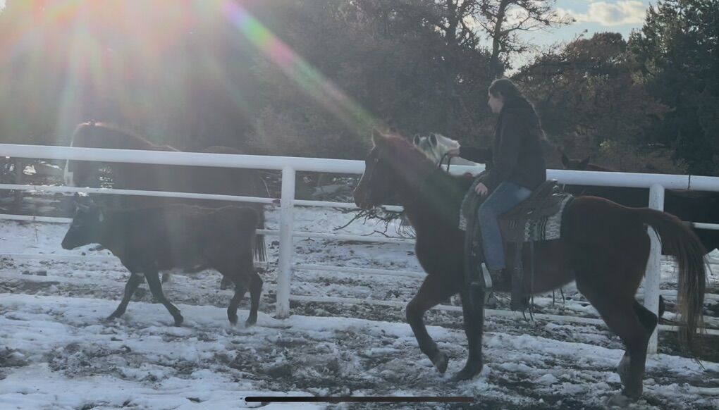Very Sweet Beginner Gelding! | Horses | KSL Classifieds