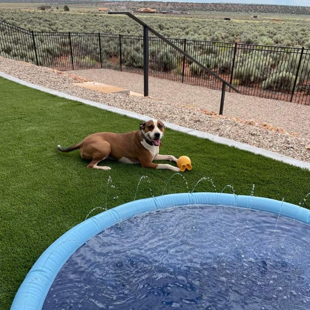 Hello my name is Maisy | Dogs | KSL Classifieds