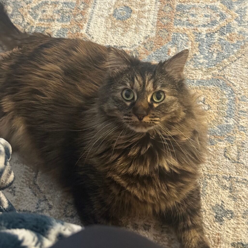 Hello my name is Amy Adams | Cats | KSL Classifieds