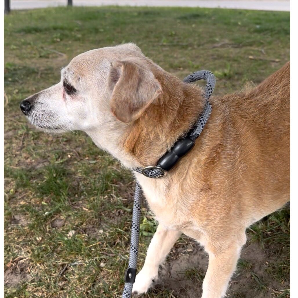 Hello my name is Nuggie | Dogs | KSL Classifieds