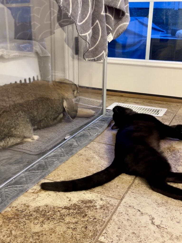 Super Sweet Lop | Rabbits | KSL Classifieds