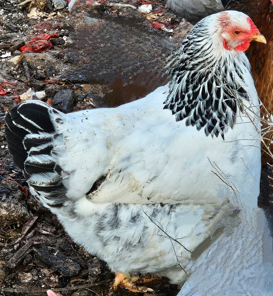 3 light Brahma pullets 11 mo old and laying | Poultry and Gamebirds ...