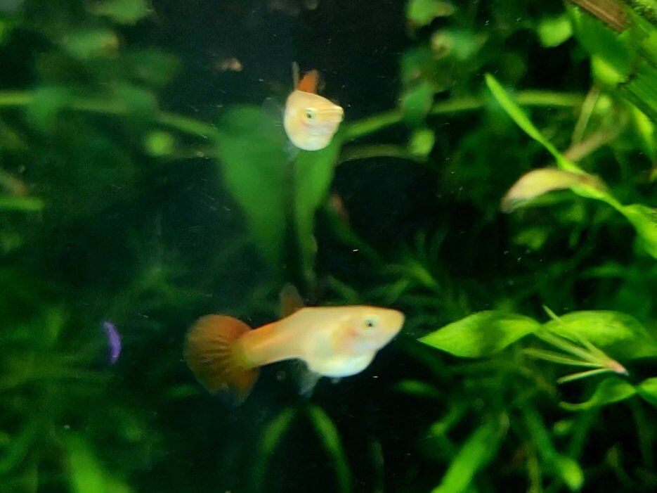 Red Delta Fancy Guppies | Fish | KSL Classifieds