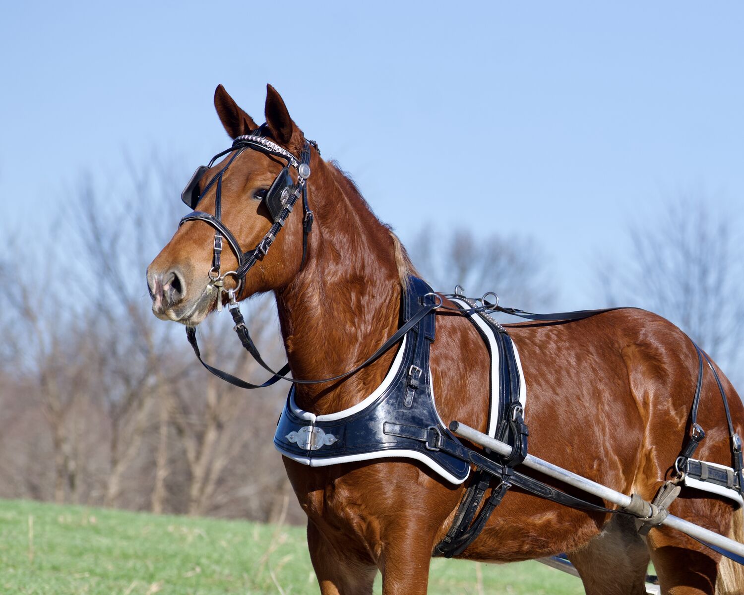 Suffolk Punch Draft Cross Gelding For Sale | Horses | KSL Classifieds
