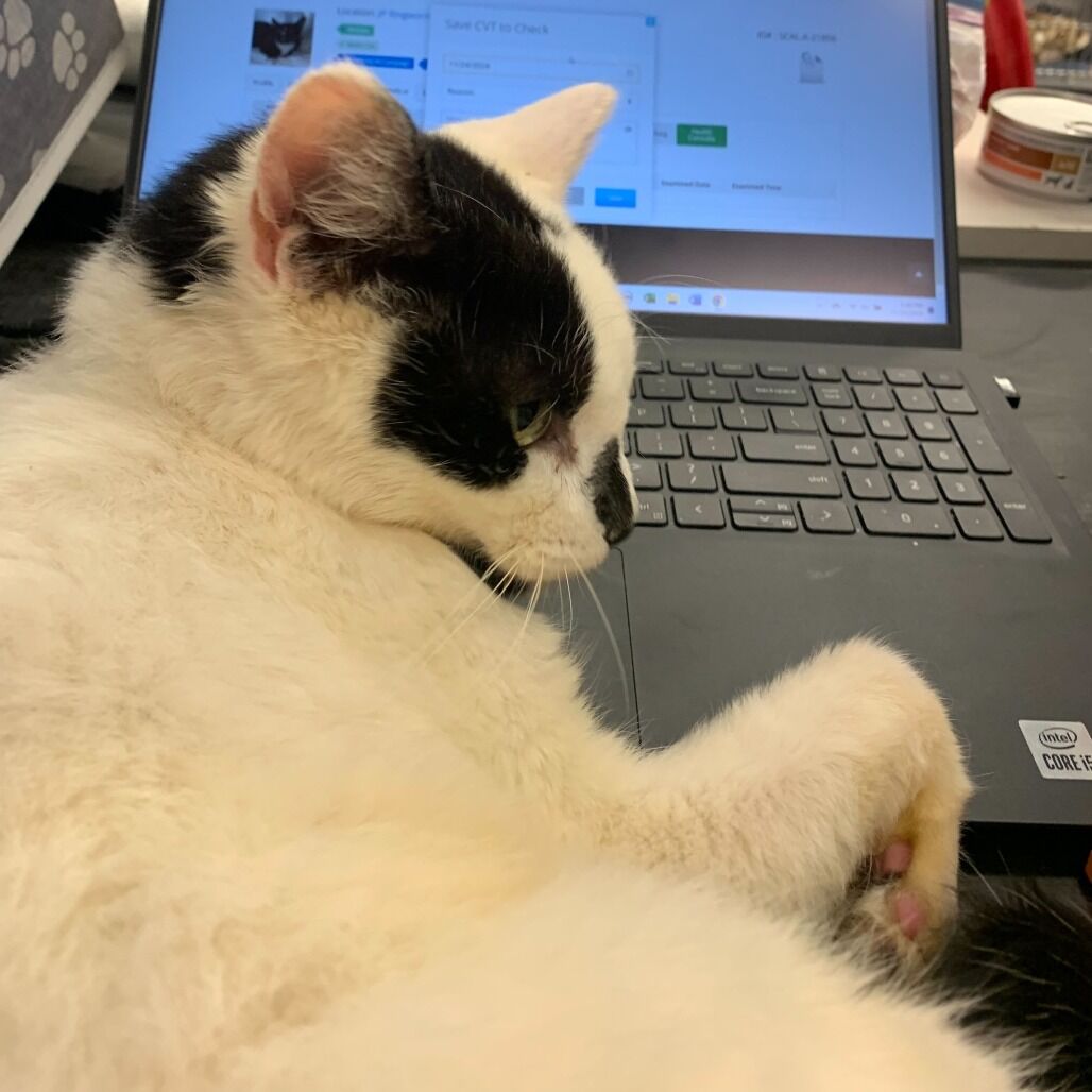 Hello my name is Armstrong | Cats | KSL Classifieds