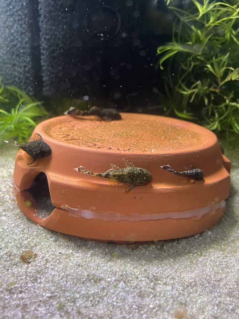 Small Bushy-Nose Pleco's | Fish | KSL Classifieds