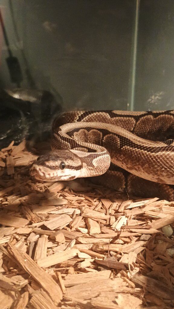 Ball Python Spider Pattern | Reptiles | KSL Classifieds
