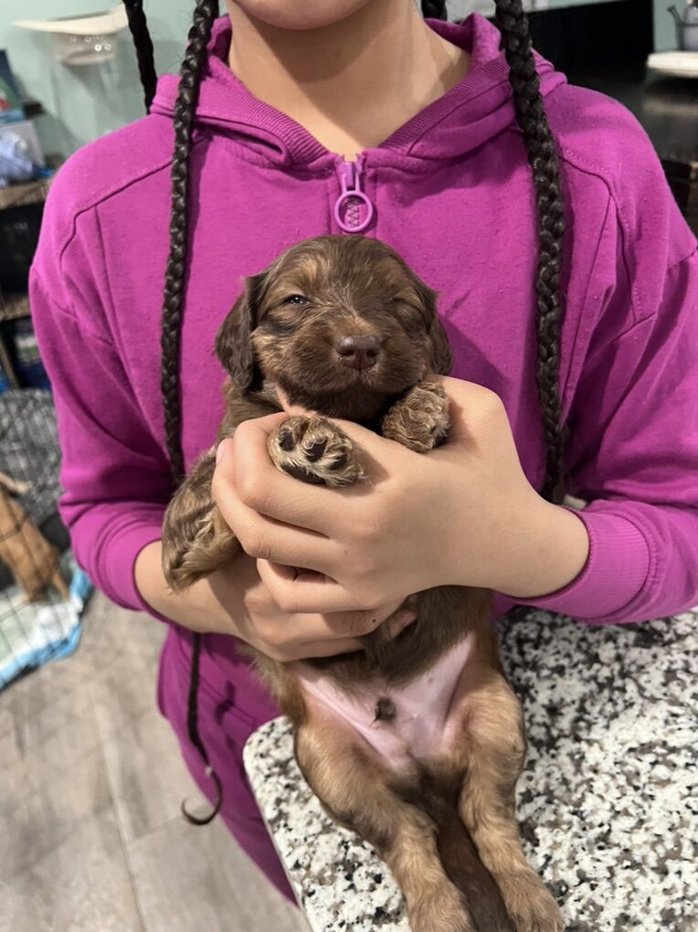 Golden Doodles Puppies | Dogs | KSL Classifieds