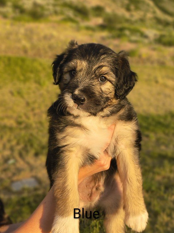Golden Mountain Doodle Puppies For Sale | Dogs | KSL Classifieds