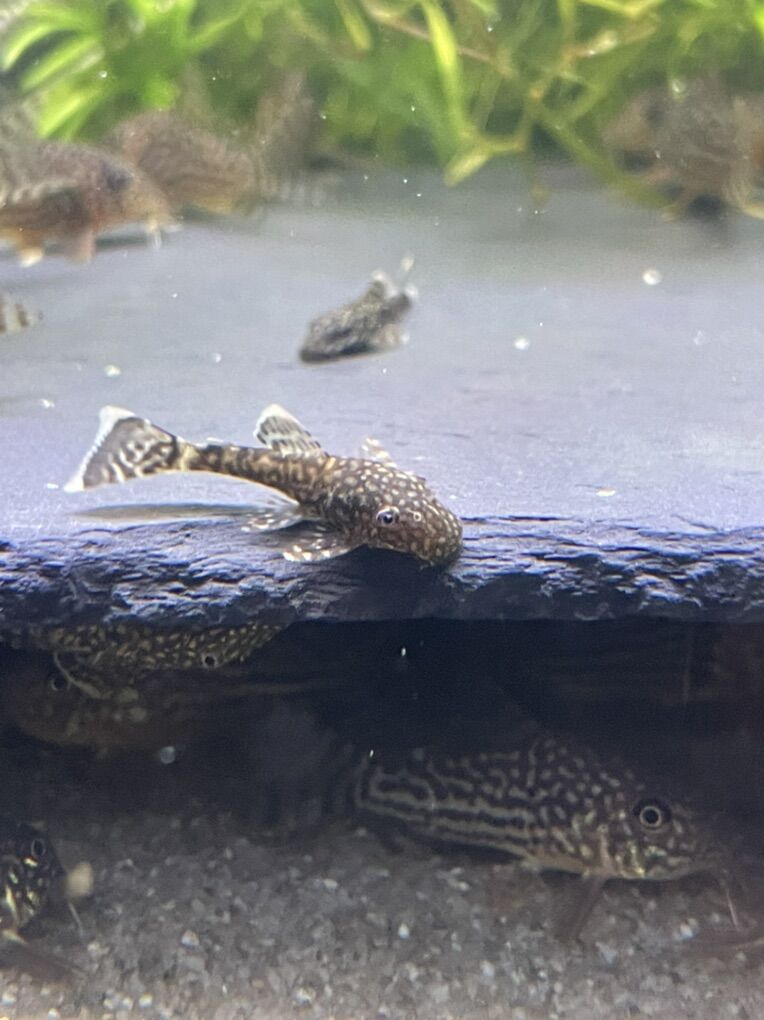 Small Bushy-Nose Pleco's | Fish | KSL Classifieds
