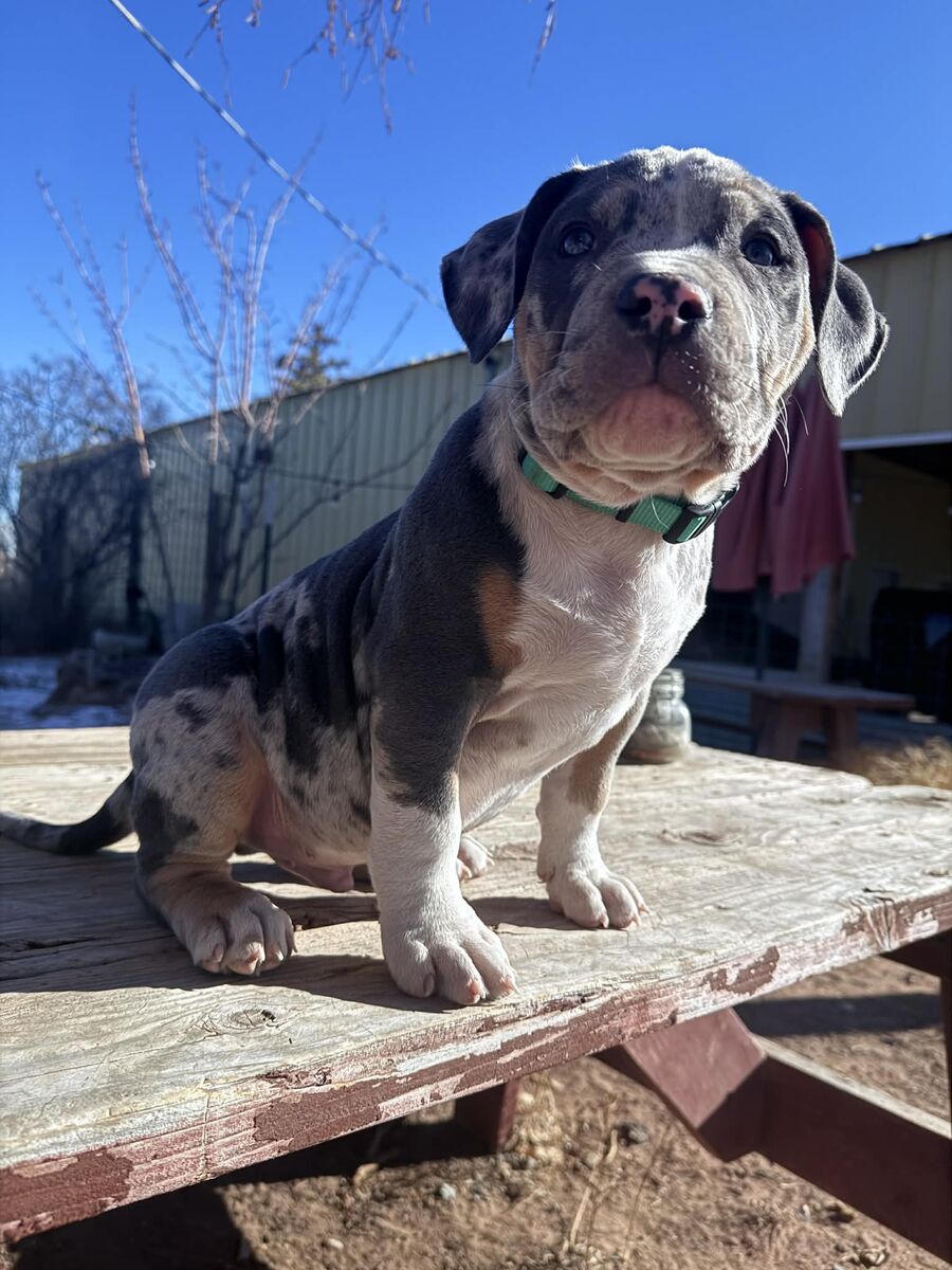 ABKC American Bully | Dogs | KSL Classifieds
