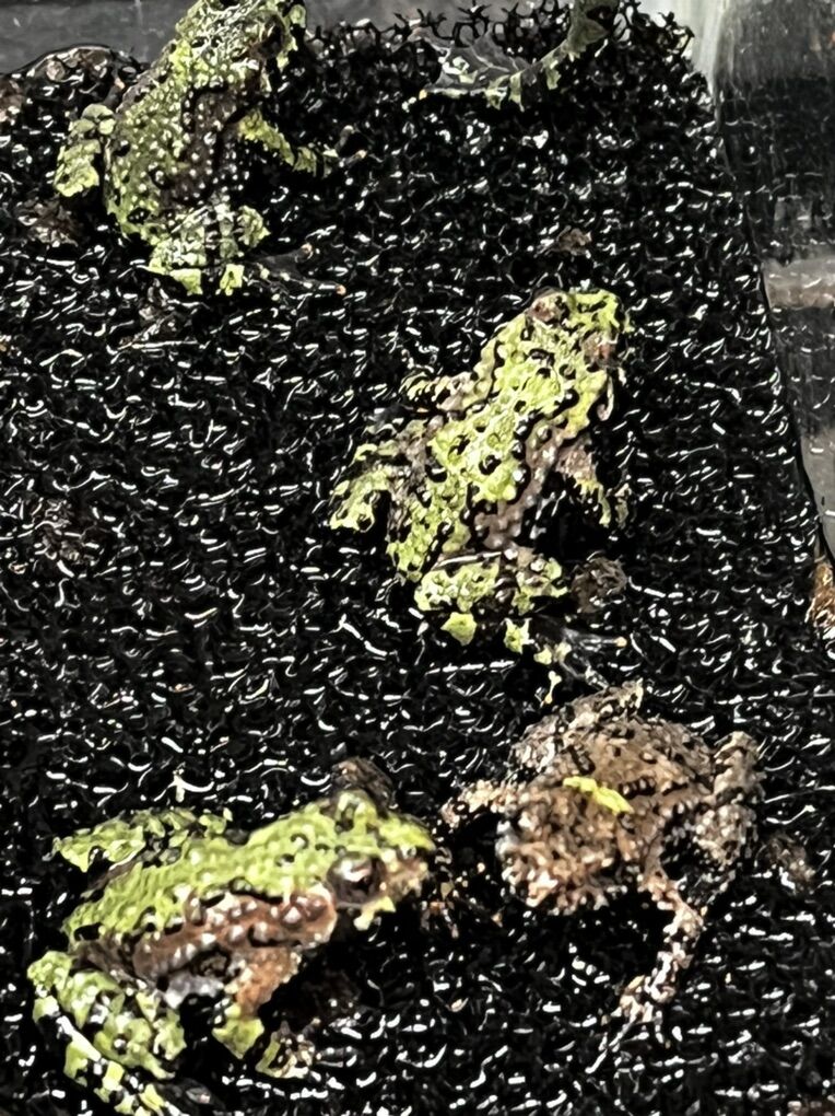 Fire-Bellied Toad Babies | Reptiles | KSL Classifieds