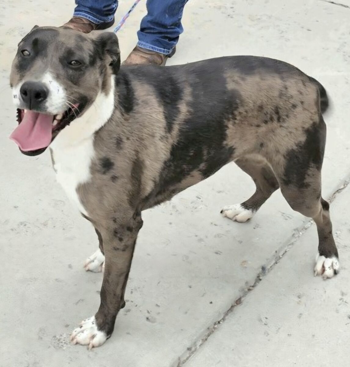 Winnie catahoula leopard dog mix looking for a home | Dogs | KSL ...