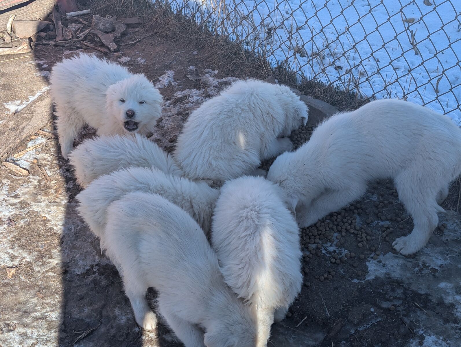 Great Pyrenees Akbash Mix Puppies | Dogs | KSL Classifieds