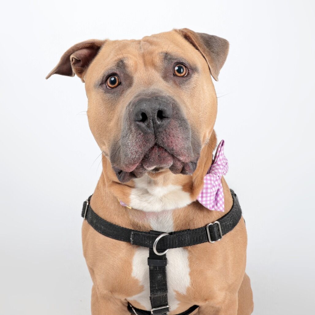 Hello my name is Ruger | Dogs | KSL Classifieds