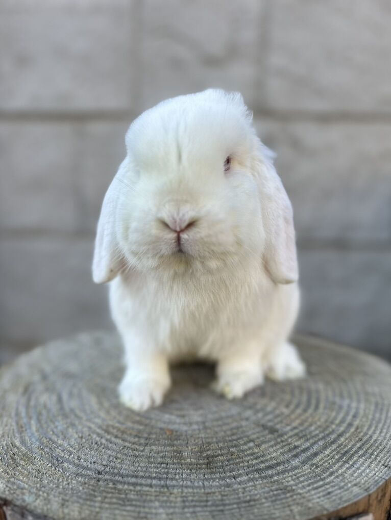Holland Lop Male Red Eyes | Rabbits | KSL Classifieds