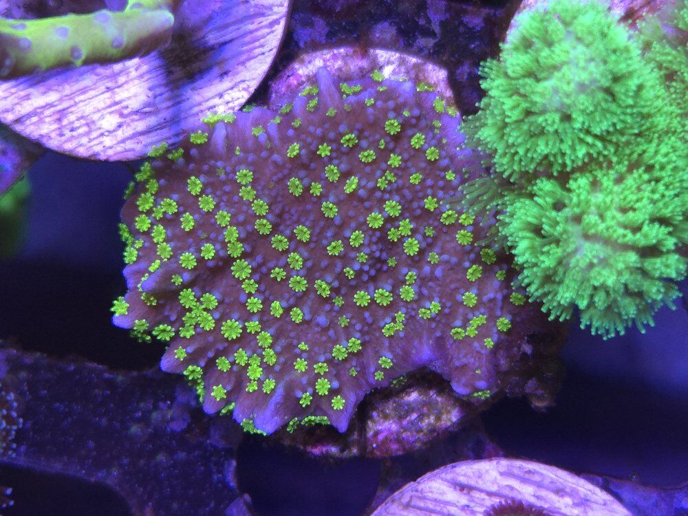 SPS frags | Fish | KSL Classifieds
